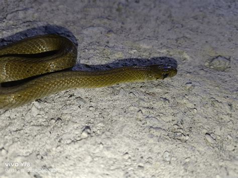 Mount Gongga Keelback from 中国 四川省甘孜藏族自治州康定市 姑咱镇康定市人民法院姑咱人民法庭 on June 7