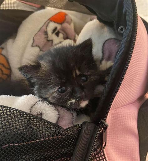 Ns Beautiful Kitten Discovered In The Woods By Hikers Finds Its Way To