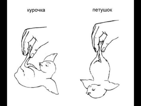 How To Sex Your Chickens Tips And Tricks Artofit