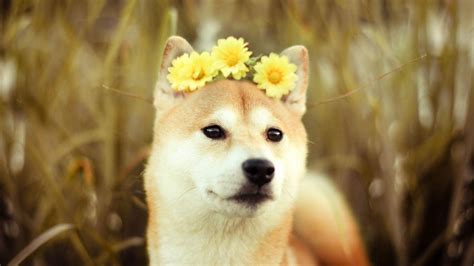 Shiba Inu Wallpapers Wallpaper Cave