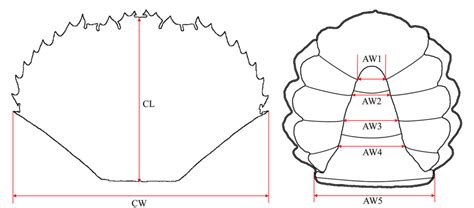 Figure 1 From Evidence Of Sex Differentiation Based On Morphological Traits During The Early
