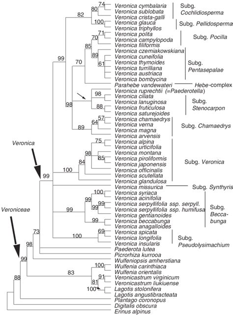 Strict Consenus Of Most Parsimonious Trees From Analysis 1 Trnl F Download Scientific