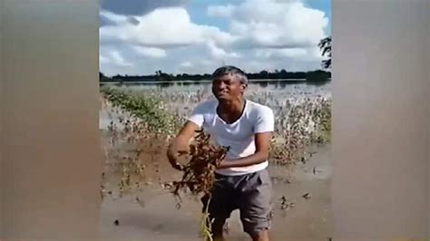 Maharashtra Rain Update Flood In Maharashtra Farmers Video Viral On