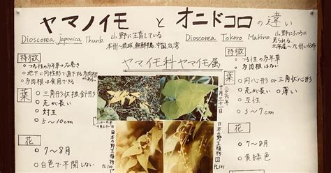 ときのまほろばを求めて：現在・過去・未来 自由学園・南沢を歩く：冬季編 20191114