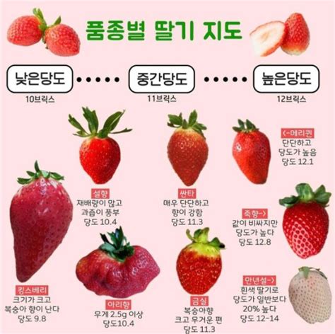딸기의 품종과 당도 알고 드세요