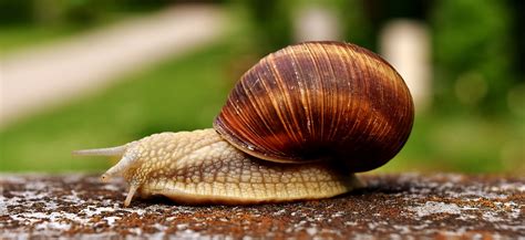 カタツムリも塩をかけると溶ける？駆除方法も徹底紹介 情熱的にありのままに