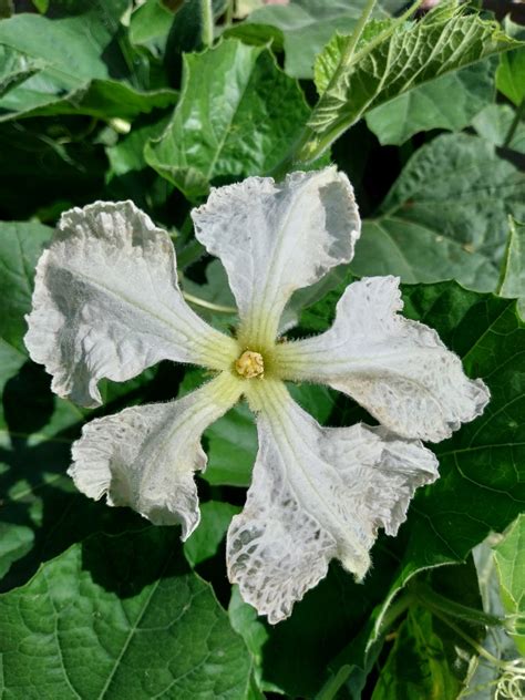 Kalebas Homemade Homegrown By Bianca