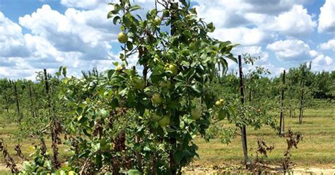 Fire Blight Of Apples And Pears Ohioline