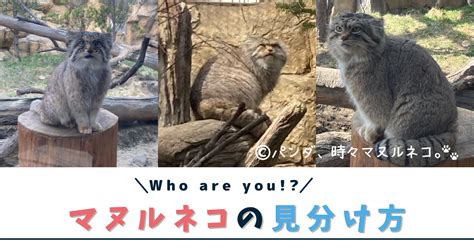 那須どうぶつ王国マヌルネコのボルポリーレフの特徴見分け方まとめ
