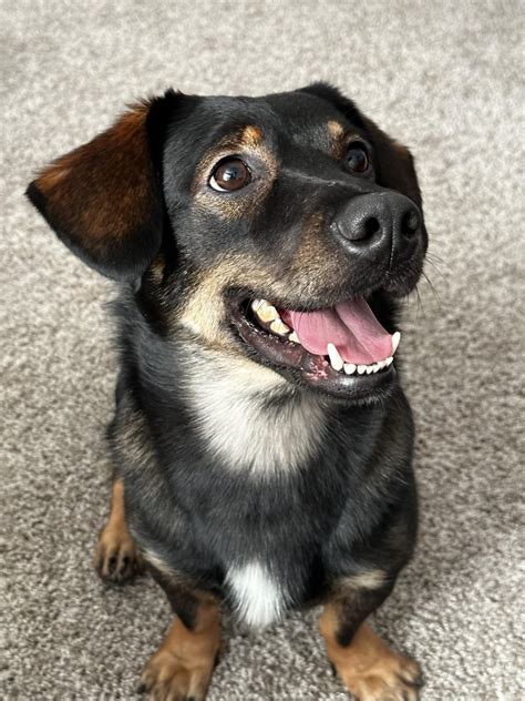 Adopted This 2 Year Old Weenie Last Month And Was Wondering What Type