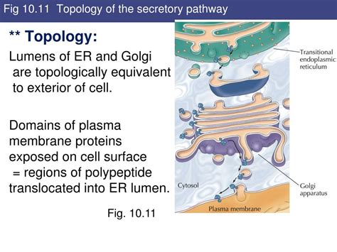 Ppt 10 Protein Sorting And Transport Powerpoint Presentation Free Download Id 4325074
