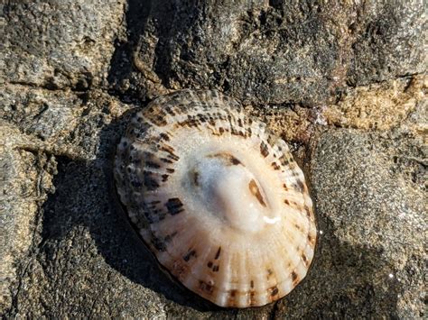 Scutellastra Peronii From Woolgoolga NSW Australia On May At PM By