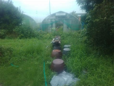 草に覆われた庭先 遠藤環境農園