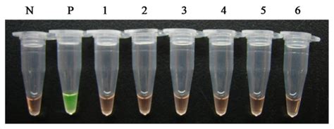 Specificity Of The Lamp Assay Detection Of Dna Samples Of T Gondii Download Scientific