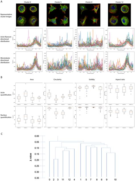 Geometric Quantification Of Select Morphological Clusters A Download Scientific Diagram