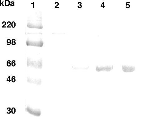Detection And Quantification Of Botulinum Neurotoxin Type A By A Novel Rapid In Vitro