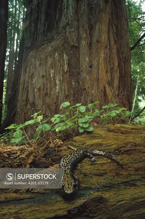 Pacific Giant Salamander Dicamptodon Ensatus In Temperate Redwood