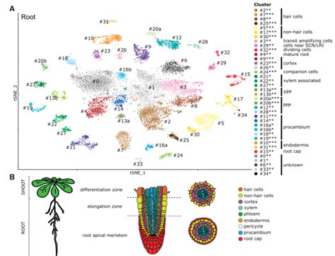 Shoot And Root Single Cell Sequencing Reveals Tissue And Daytime Specific Transcriptome