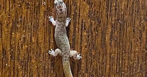 Caicos Dwarf Gecko Sphaerodactylus Caicosensis Album On Imgur