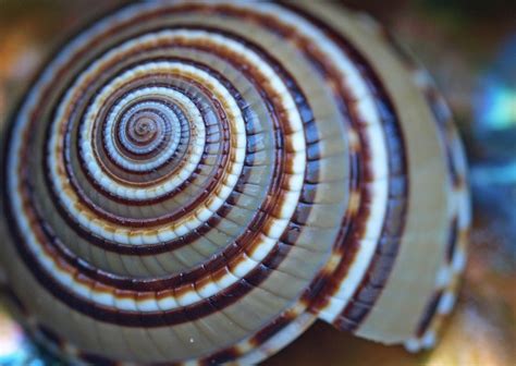 Distinct Spiral Pattern Shell