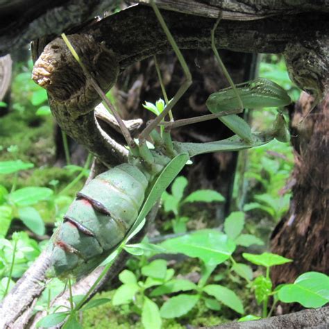 Giant Asian Mantis