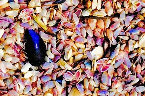 Gone To The Beach Tiny Seashells