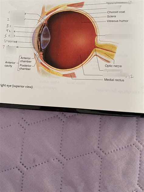 Eye Diagram Diagram Quizlet