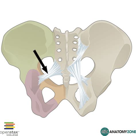 Sacrotuberous Ligament