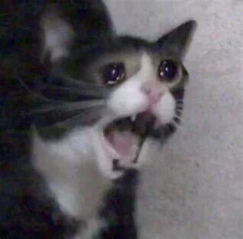 Crying Cat — Енциклопедія Драматика