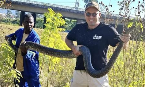 Mystery Of The Colossal 3 5 Meter Python Spotted Near New Germany