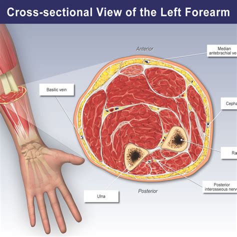 Anatomy Of The Ventral Arm
