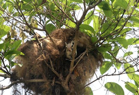 What Is Special About A Squirrels Nest The Hindu