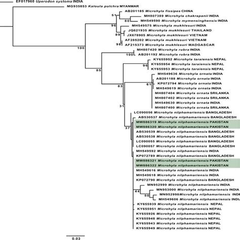 Maximum‐likelihood Phylogeny From Iq‐tree Analyses Based On The 16s Download Scientific Diagram