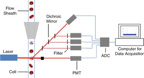 Schematic Diagram Of A Standard Ex Vivo Flow Cytometer Download Scientific Diagram