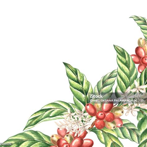 커피 콩 잎과 꽃이 있는 열매 템플릿 엽서 복사 공간이 있는 모서리 테두리 수채화 손으로 그린 그림이 고립되었습니다 아라비카 곡물의 정사각형 프레임 음식 디자인을 위한 클립