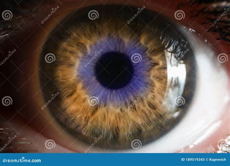 Close Up Shot Of A Human Eye Stock Image Image Of Iris Detail 189519343