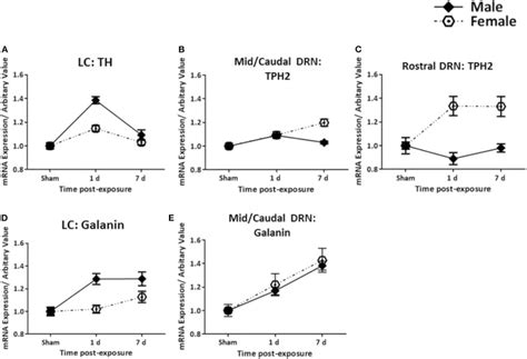 Sex Specific Differences In Rodents Following A Single Primary Blast