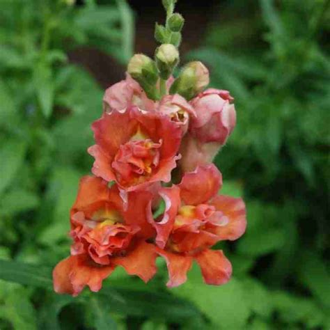 How To Grow Snapdragons Bramble And Beyond