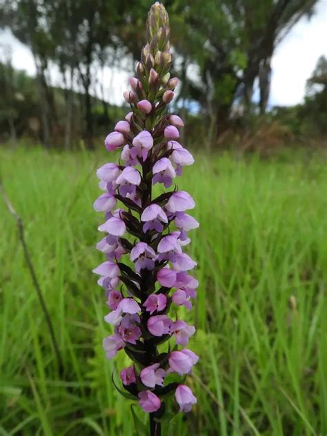 This Is How Chikanda Plants Look Like😊 Beauriful Zambia
