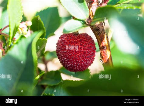 Close Up Of Fruit Of Arbutus Unedo Or Strawberry Tree Flowers Appear