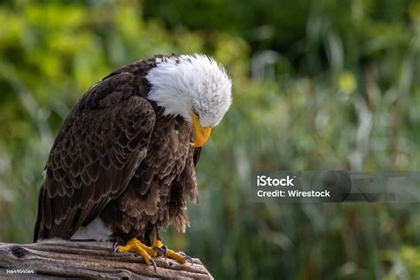 Closeup Of A Bald Eagle Looking Down Perched On A Branch On Blur