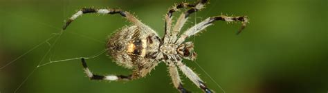Spider Control Sydney Best Expert Spider Controllers Sydney