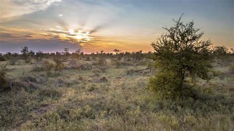 African Savanna Landscape Pictures