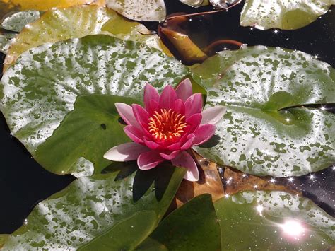 Water Lily Pond Free Photo On Pixabay Pixabay