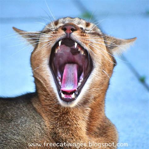 Cat Mouth Quivering At Kathryn Ono Blog
