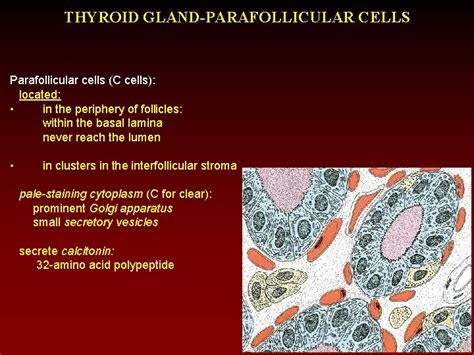 Thyroid Gland Parathyroid Gland Adrenal Gland Pineal Gland