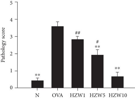 The Effect Of Hzw On Eosinophil Infiltration Of Lung Tissue In