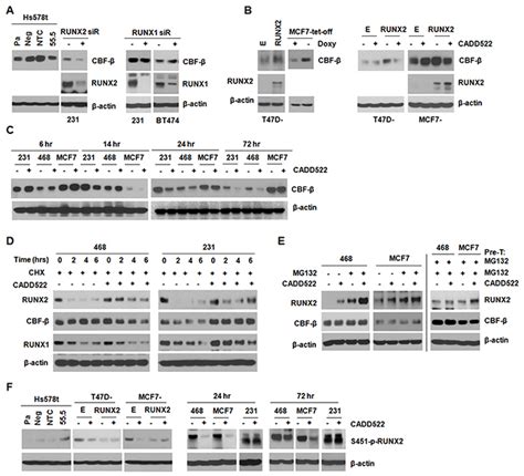 Characterization Of Cadd522 A Small Molecule That Inhibits Runx2 Dna