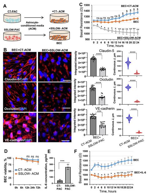 Factors Released By Reactive Astrocytes Impairs Cell To Cell Junctions Download Scientific