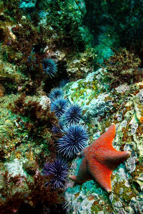 How To Cure My Sex Drive Dive For Sea Urchins The New York Times